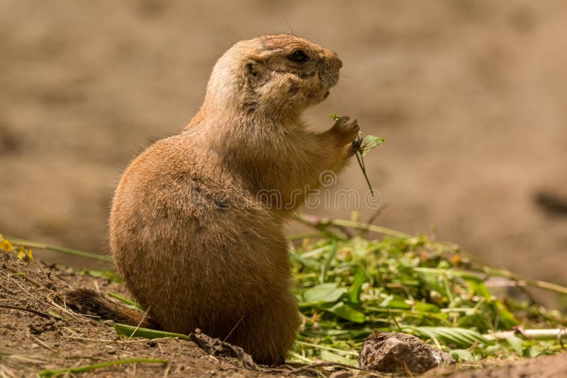 Perro Pradera Sentado Y Comiendo Plantas Imagen de archivo - Imagen de ...