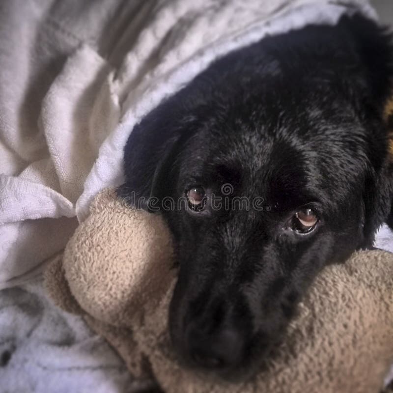 Perro preocupado imagen de archivo. Imagen de elegante - 158176689