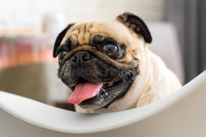Perro Pug Sentado En Una Silla Y Esperando Comida En La Cocina Imagen ...