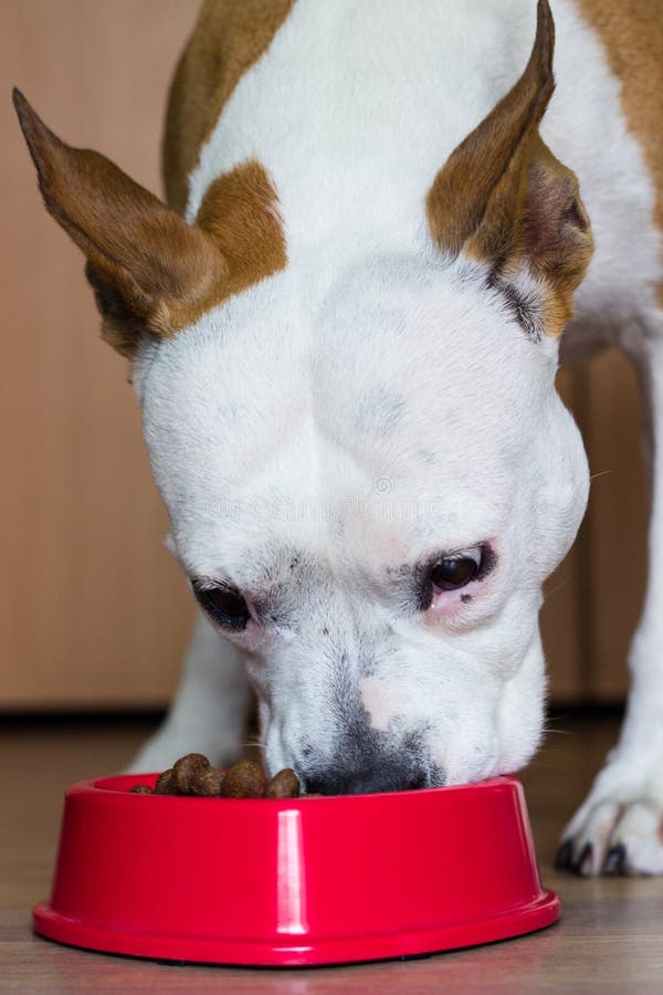 Perro Que Come De Su Cuenco Imagen de archivo - Imagen de lindo, perro ...