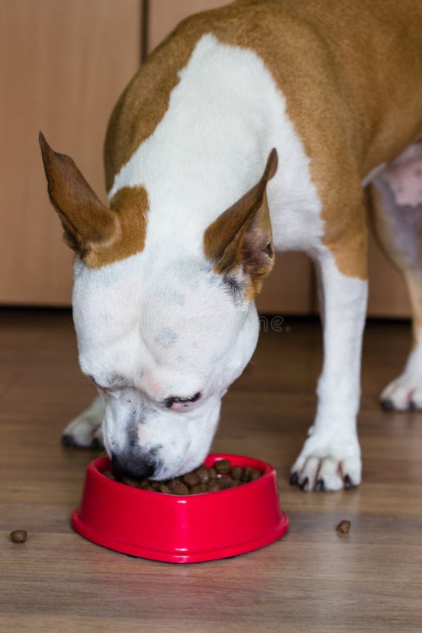 Perro Que Come De Su Cuenco Foto de archivo - Imagen de cena, deseo ...