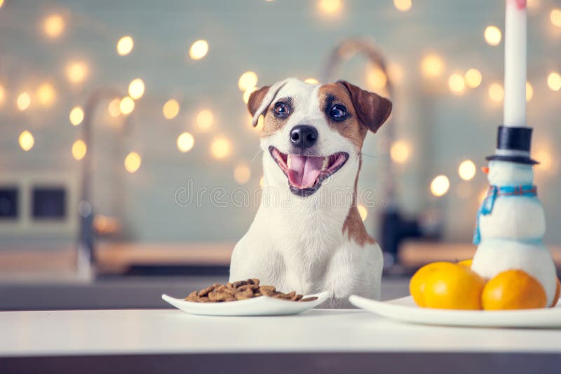Perro Que Come La Comida En Casa Foto de archivo - Imagen de mascota ...