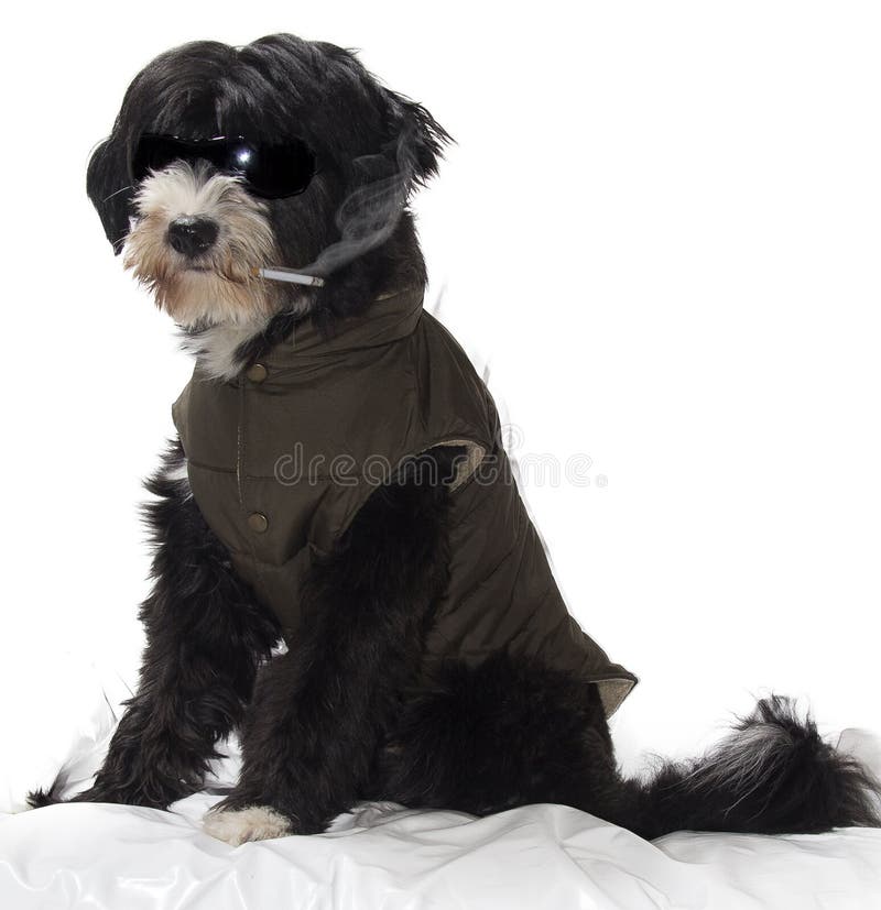 Perro que fuma imagen de archivo. Imagen de aislado, animal - 27444293