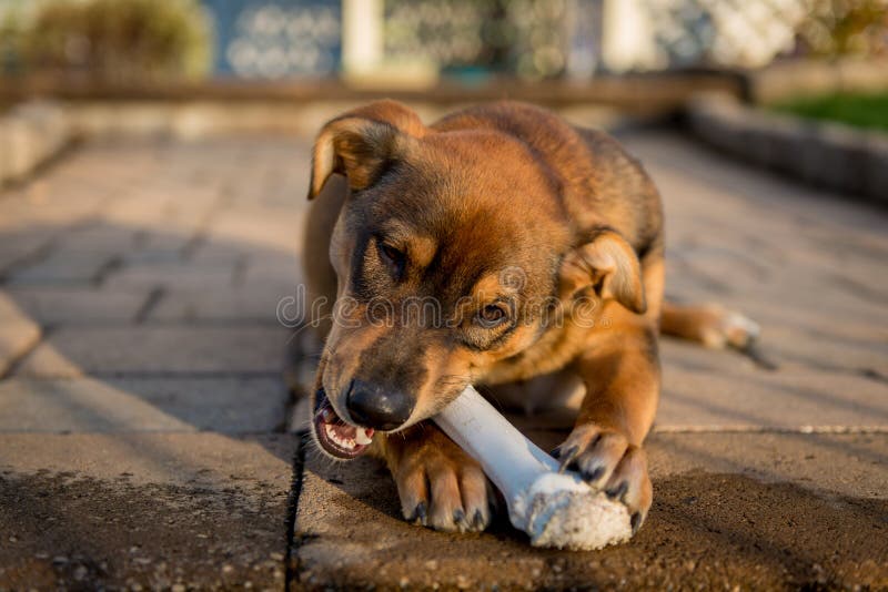 Perro que mastica un hueso foto de archivo. Imagen de parque - 107067322