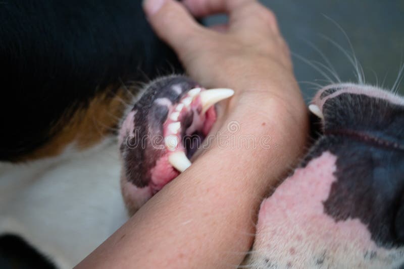 Perro Que Muerde El Brazo De Una Persona Imagen de archivo - Imagen de ...