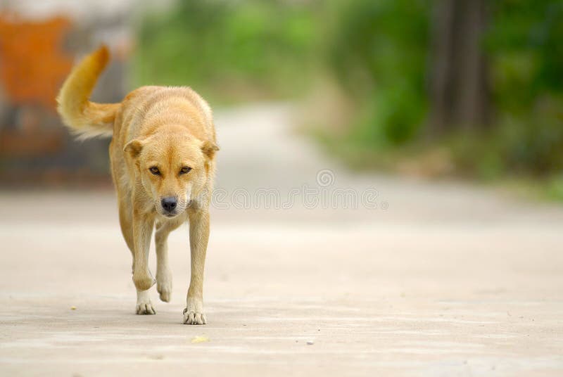 Perro Que Camina Imagen. Imagen: 3836396