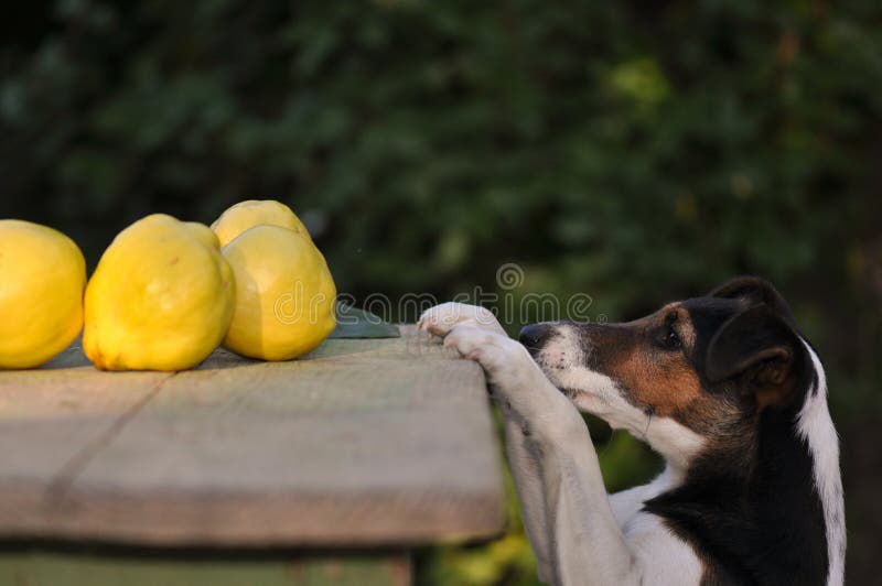 Perros Robando Comida De La Nevera Juntos En La Cocina Foto de archivo ...