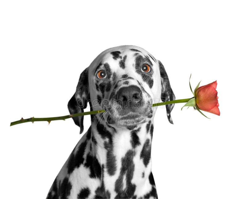 Perro Que Sostiene Una Rosa En Su Boca Foto de archivo - Imagen de ...