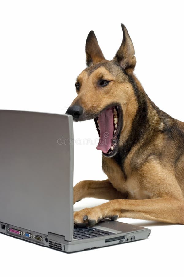 Perro Que Trabaja En La Computadora Portátil Foto de archivo - Imagen ...