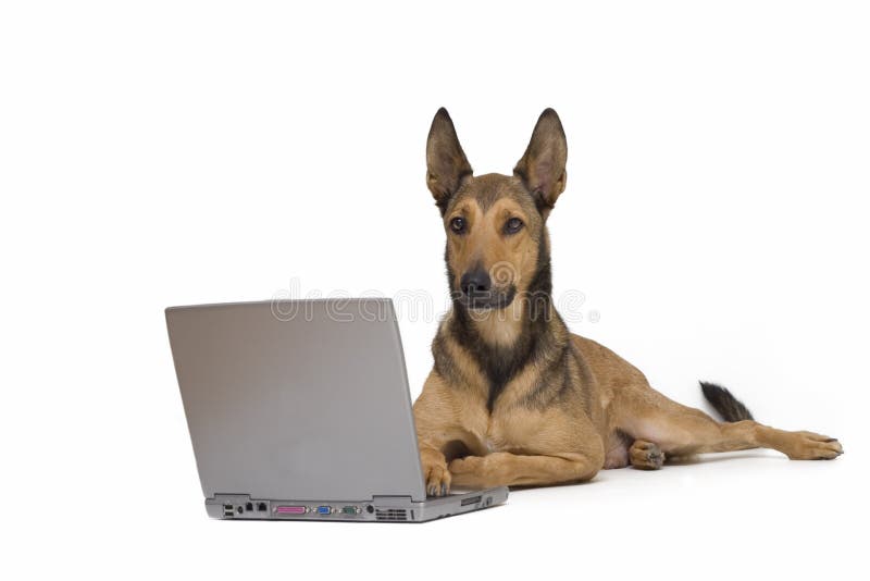 Perro Que Trabaja En La Computadora Portátil Imagen de archivo - Imagen ...