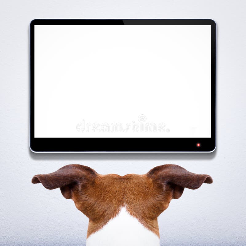 Perro que ve la TV foto de archivo. Imagen de perro, animal - 51361750