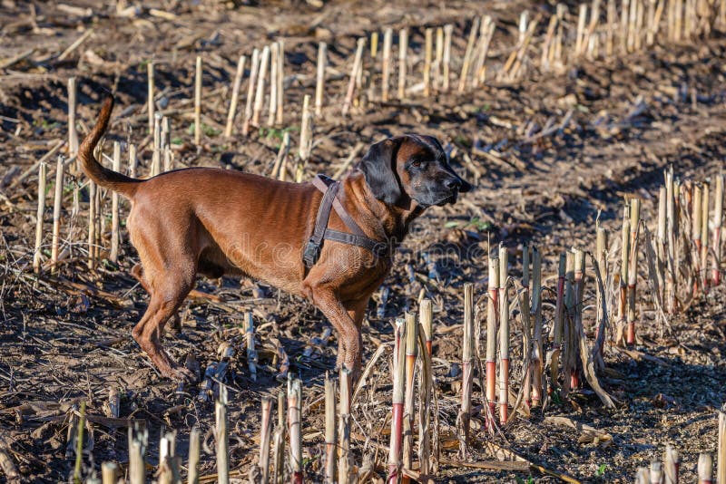 Perro Rastreador En Un Campo De Maíz Vacío Foto de archivo - Imagen de ...