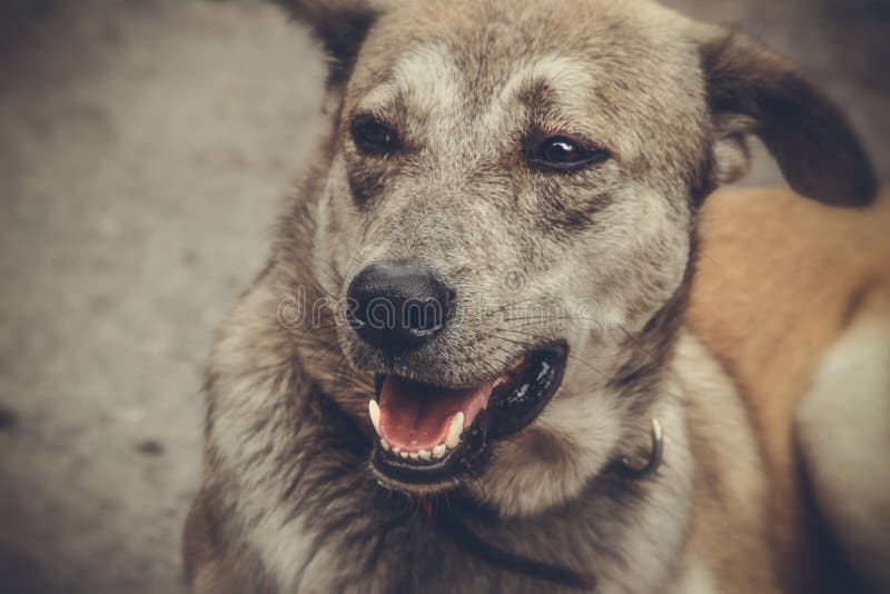 El Hocico Perro De La Raza Del Perro Del Perro Como Mamífero Imagen ...