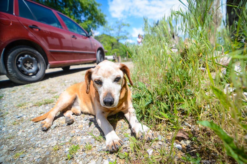 Perro relajado foto de archivo. Imagen de relajado, perro - 31448776