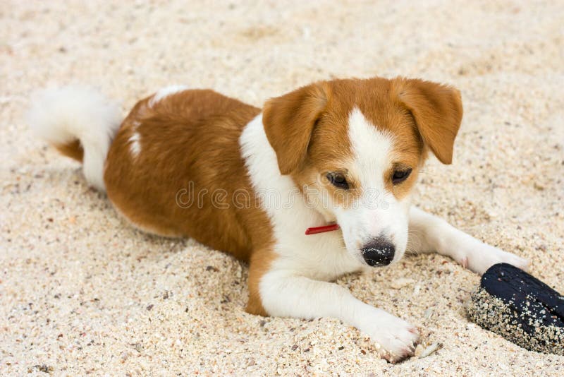 Perro Relajado En La Playa Tropical Foto de archivo - Imagen de ...