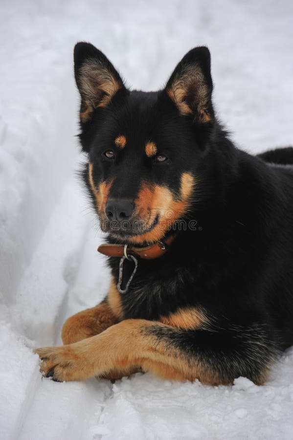 Perro relajado en la nieve foto de archivo. Imagen de vertical - 80663894