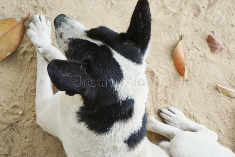 Perro Relajado En La Playa De La Arena, Foto de archivo - Imagen de ...
