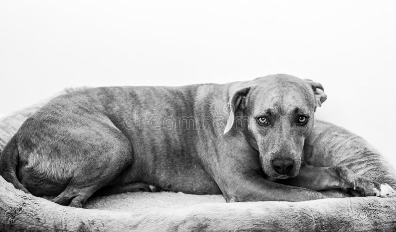 Perro relajado en su cama imagen de archivo. Imagen de amigos - 215886707