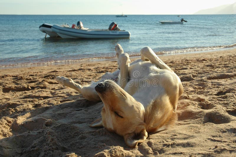 Perro Relaxed imagen de archivo. Imagen de calor, lindo - 22119247