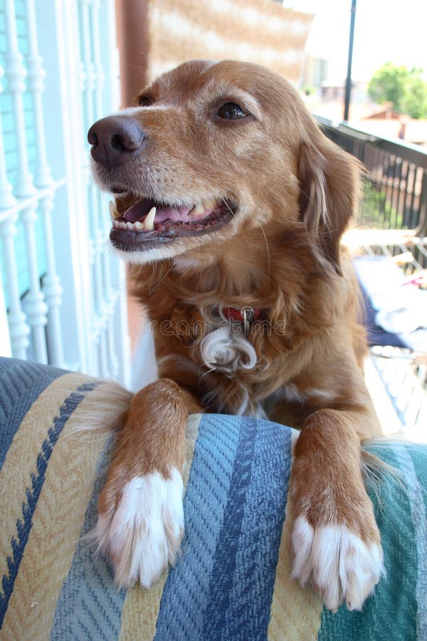 Perro rojo imagen de archivo. Imagen de pelo, nombres - 14744353
