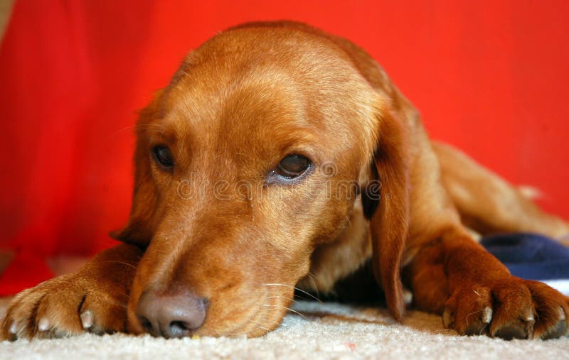 Perro rojo foto de archivo. Imagen de relaje, relajante - 1879008