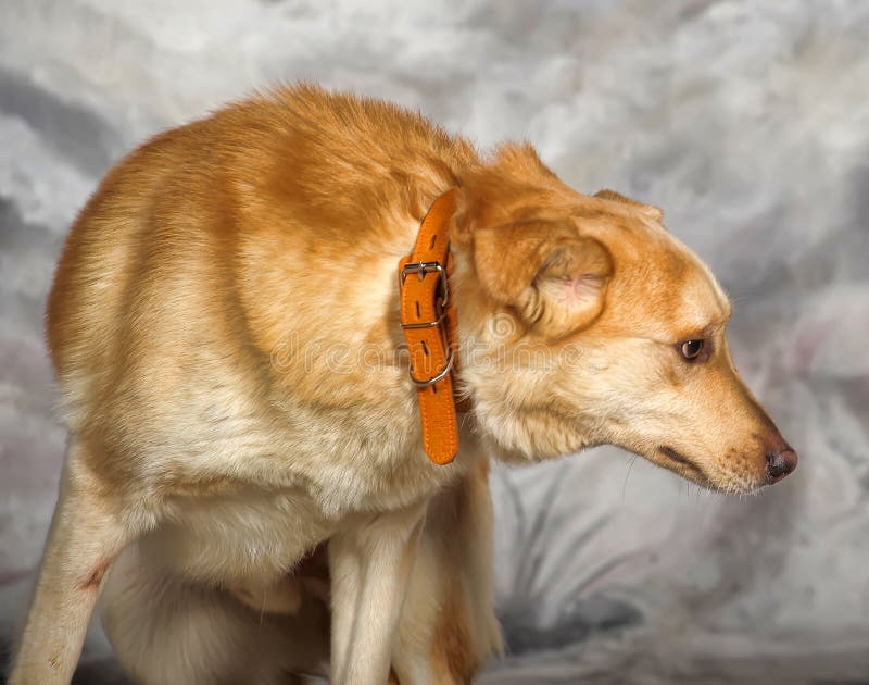 Perro rojo imagen de archivo. Imagen de color, contexto - 37887041