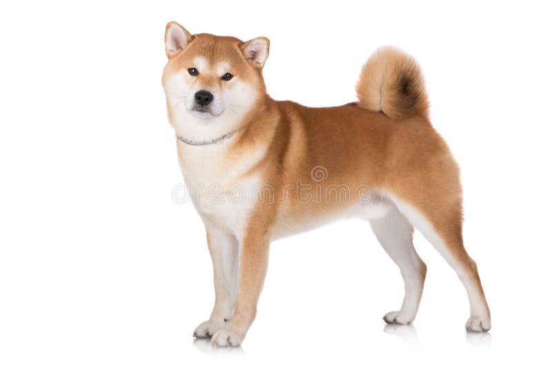 Tres Perritos De Shiba Inu, 6 Meses Foto de archivo - Imagen de mullido ...