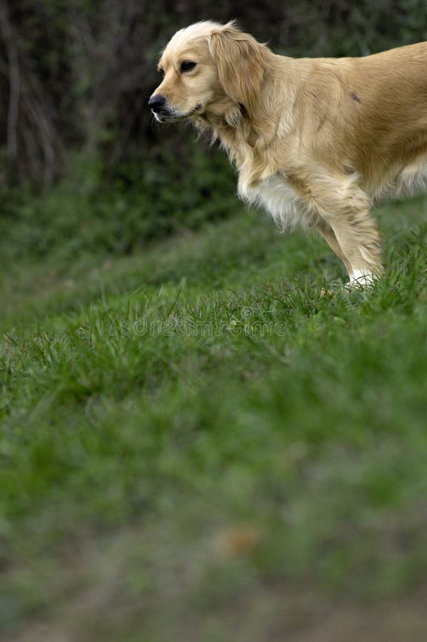 Perro rubio imagen de archivo. Imagen de corteza, peludo - 4321671
