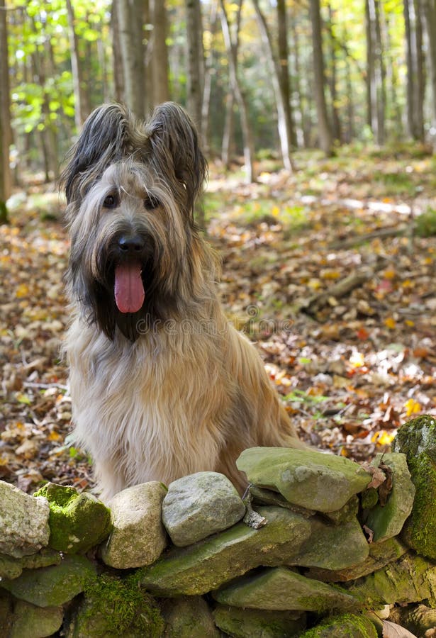 Perro Rubio De Briard En Bosque De La Caída Imagen de archivo - Imagen ...