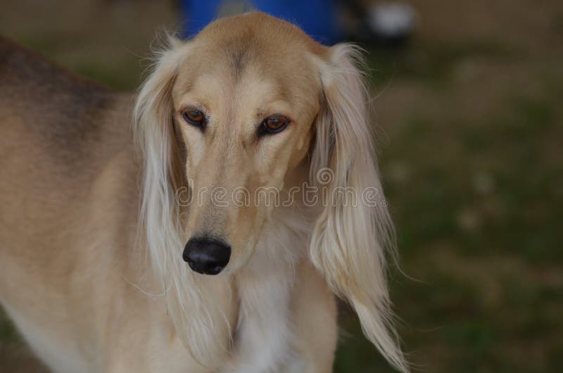 Perro Rubio De Saluki Sighthound Imagen de archivo - Imagen de egipto ...