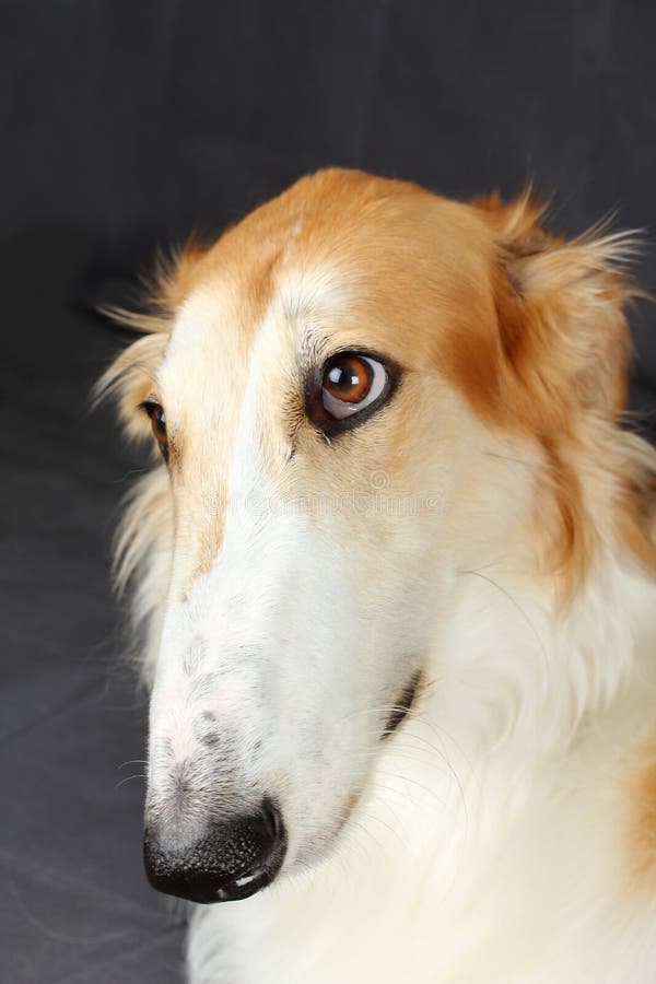 Perro ruso del wolfhound imagen de archivo. Imagen de perrito - 19807515