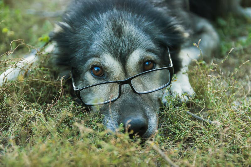 Perro Sabio Viejo En Vidrios Imagen de archivo - Imagen de estiramiento ...