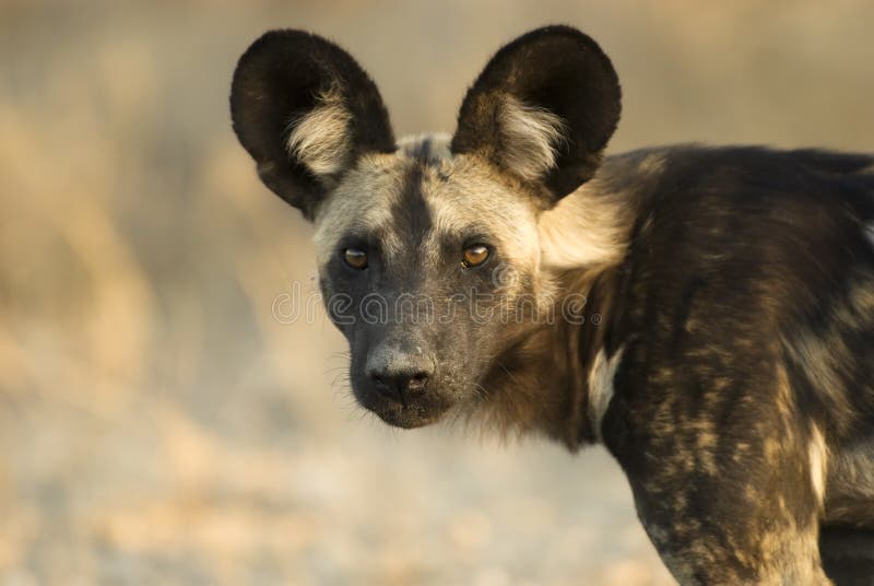Cachorro Africano Del Perro Salvaje (9 Semanas) - Pictus De Lycaon Foto ...
