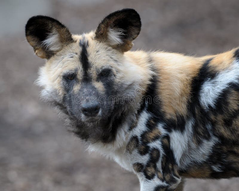 Perro salvaje africano imagen de archivo. Imagen de negro - 18705847