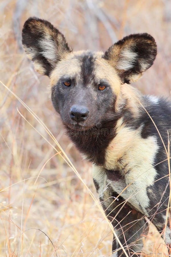 Perro salvaje africano imagen de archivo. Imagen de grande - 20863303