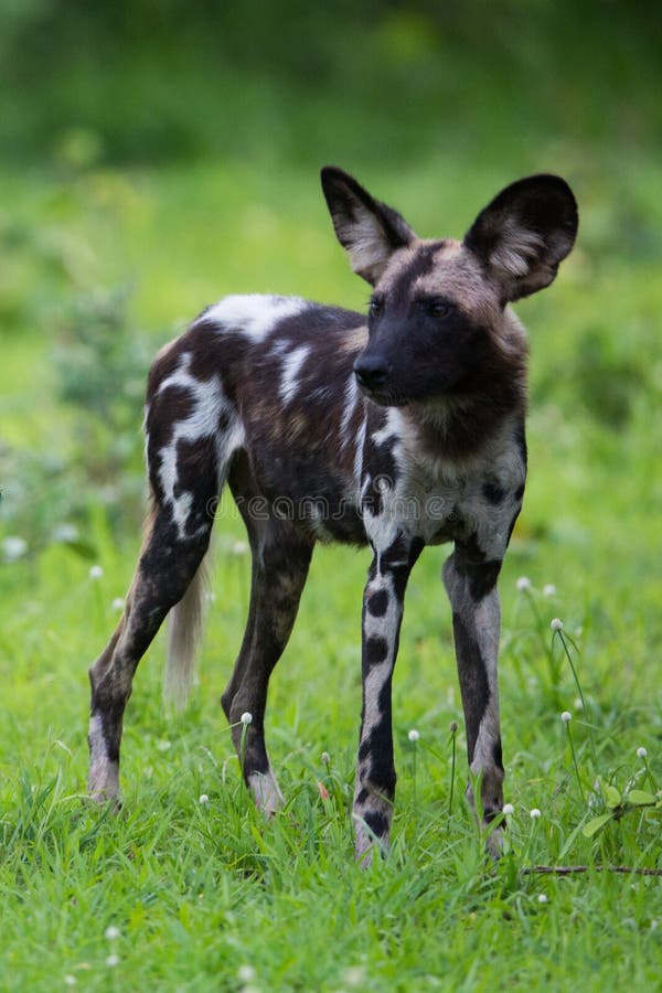 Perro salvaje africano foto de archivo. Imagen de canino - 28609116