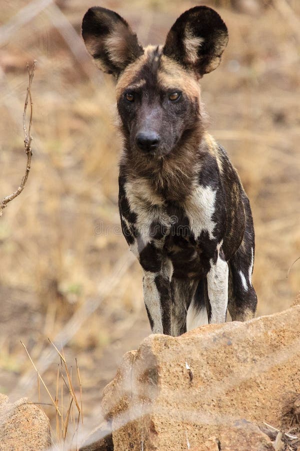 Perro salvaje africano foto de archivo. Imagen de cubo - 50417624