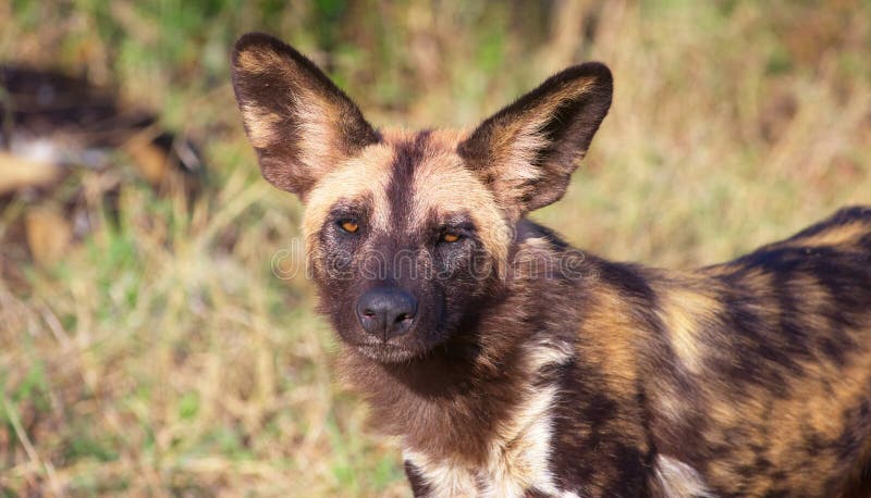 Perro Salvaje Africano (pictus De Lycaon) Imagen de archivo - Imagen de ...