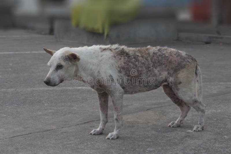 Perro sarnoso pobre imagen de archivo. Imagen de fondo - 81002299