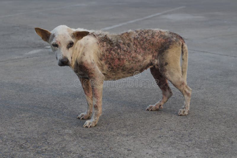 Perro sarnoso pobre imagen de archivo. Imagen de perrito - 81007357