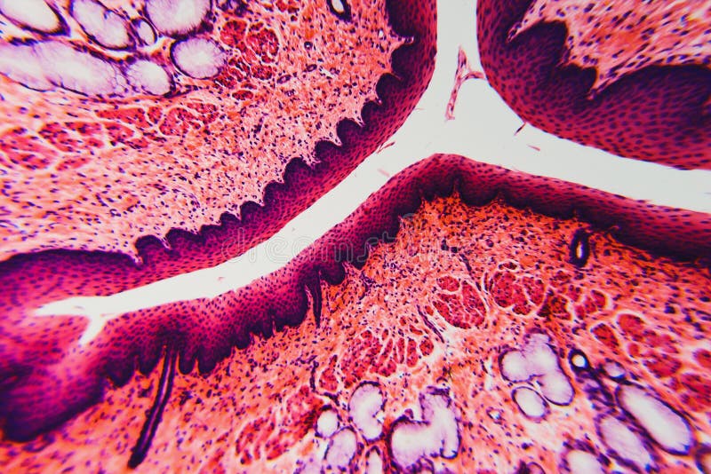 Esófago Del Perro De La Célula Imagen de archivo - Imagen de célula ...
