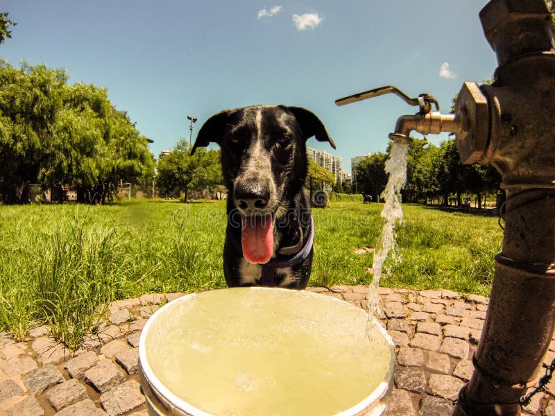 Perro caliente y sediento imagen de archivo. Imagen de deshidratado ...
