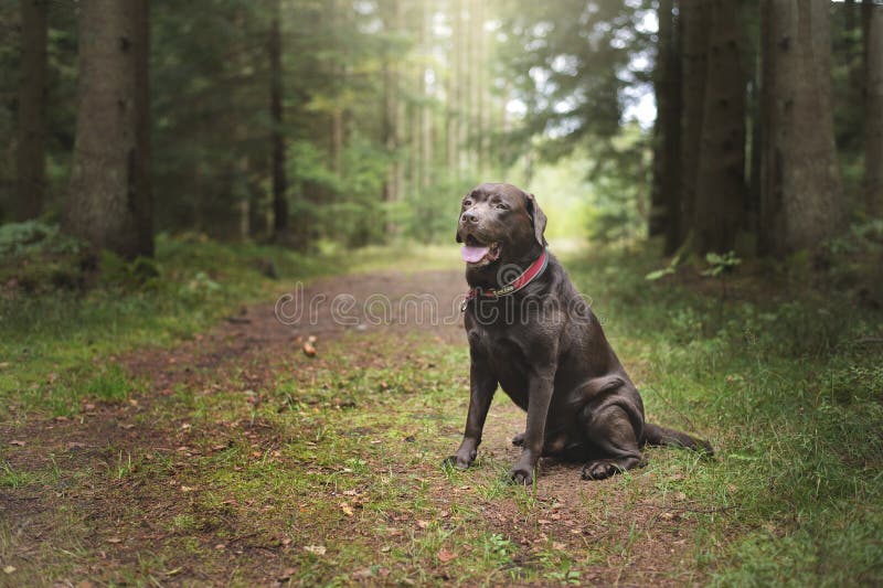 Perro Sentado En La Naturaleza Imagen de archivo - Imagen de parque ...
