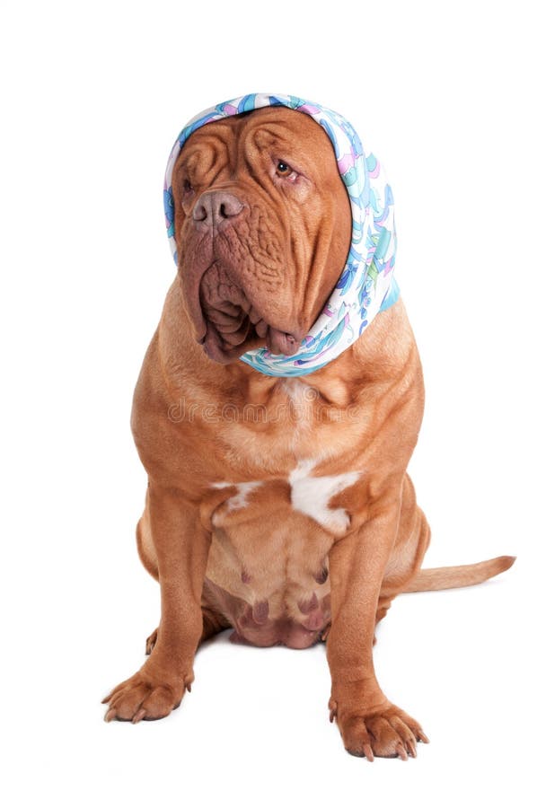 Perro serio imagen de archivo. Imagen de salud, contacto - 14897629