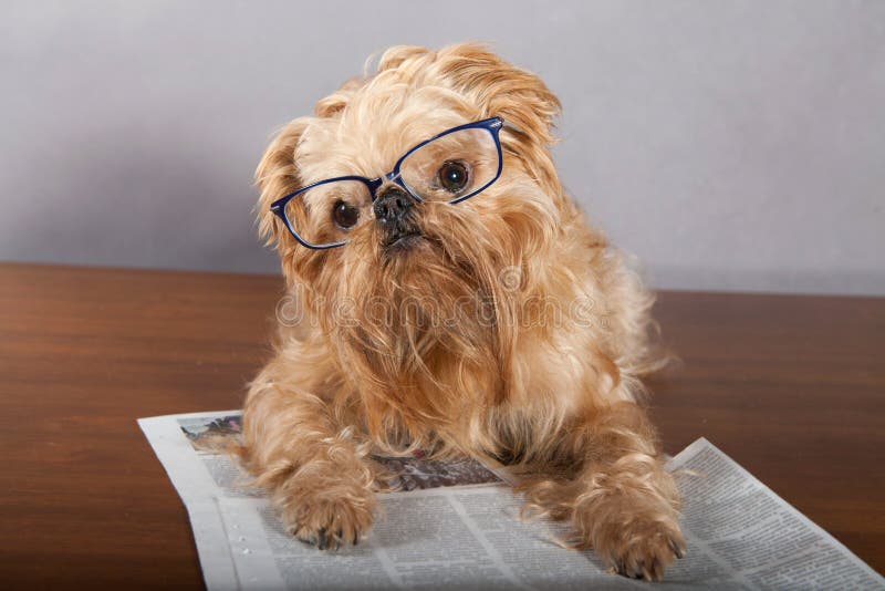 Perro serio imagen de archivo. Imagen de perro, perrito - 24142551