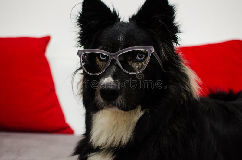 Perro serio de la oficina imagen de archivo. Imagen de trabajador ...