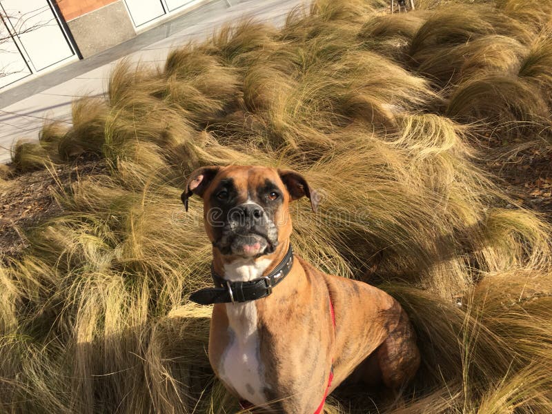 Perro Serio Del Boxeador En Hierba Imagen de archivo - Imagen de parque ...