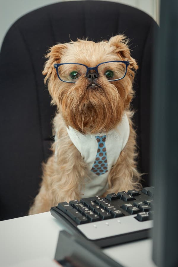 Perro Serio En Vidrios Que Lee Un Libro Foto de archivo - Imagen de ...