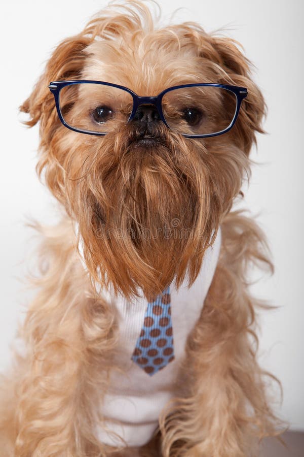 Perro Serio En Vidrios Que Lee Un Libro Foto de archivo - Imagen de ...