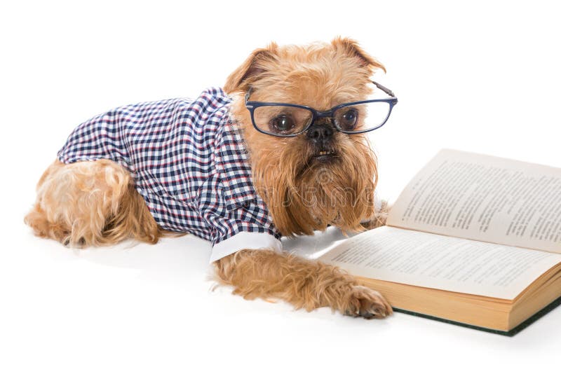 Perro Serio En Vidrios Que Lee Un Libro Foto de archivo - Imagen de ...